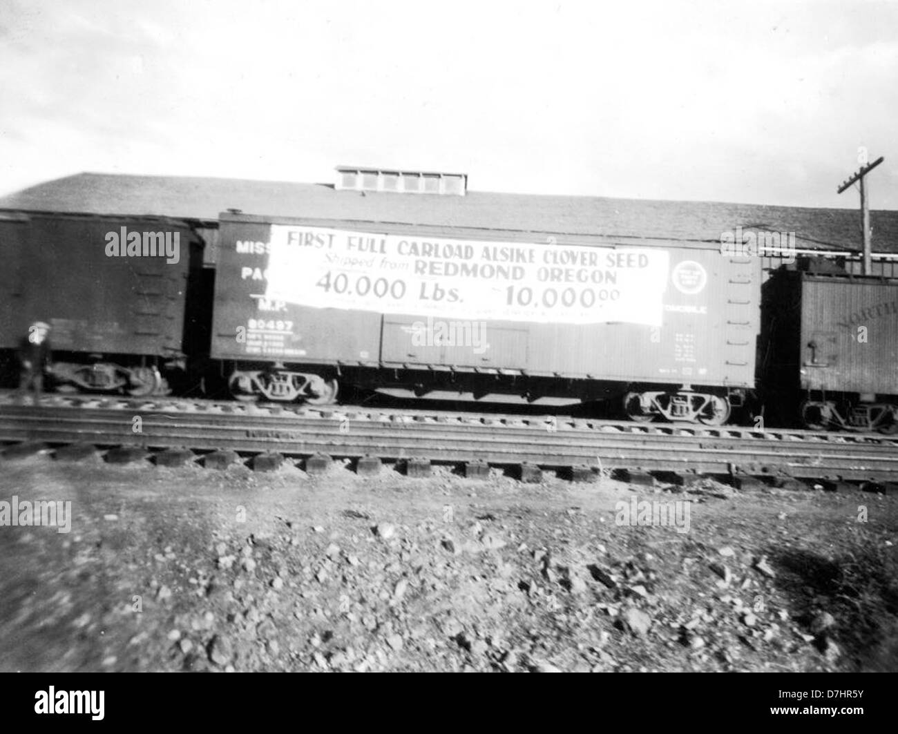 This historical photograph captures a train carrying a load of Alsike ...