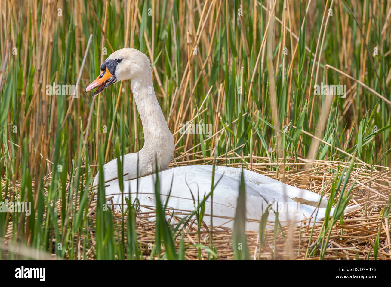 Nesting Mute Swan Stock Photo - Alamy