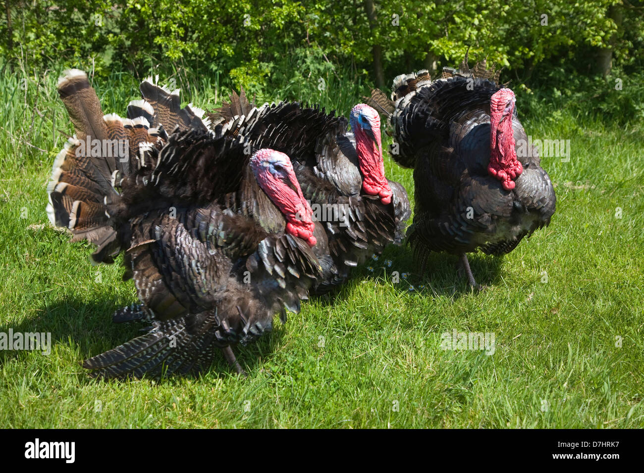 Three Turkey birds outside grass lawn Stock Photo - Alamy