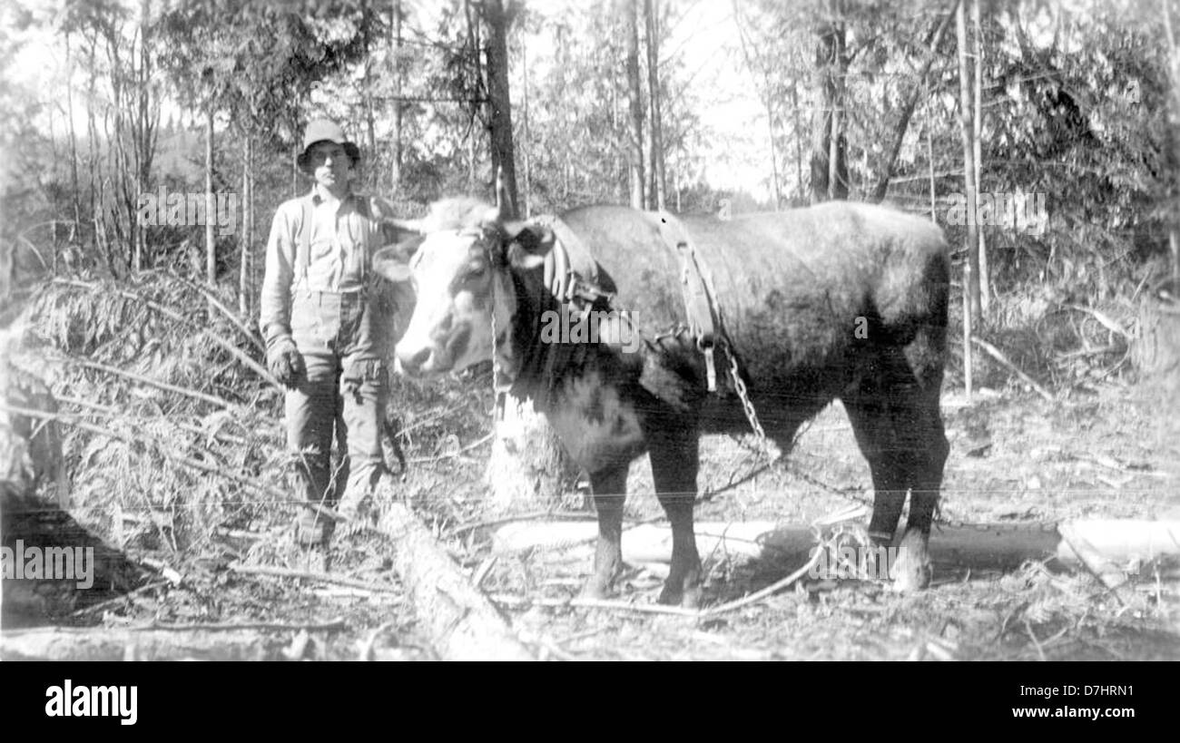 A historical photograph of 'The Blue Ox' used in logging operations in ...