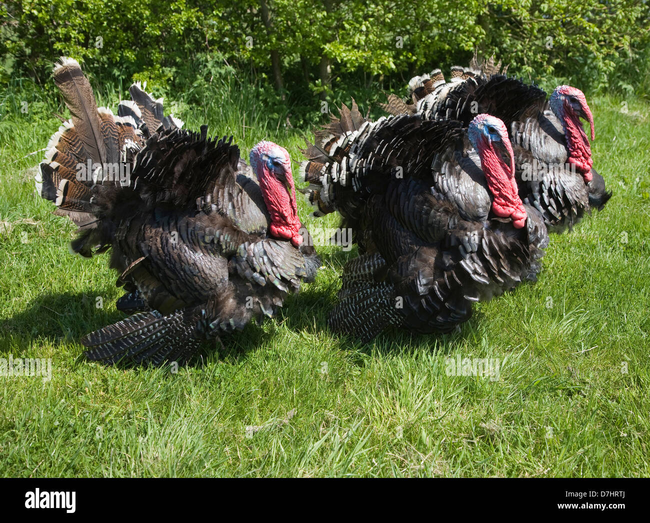 Eastern turkey bird hi-res stock photography and images - Alamy