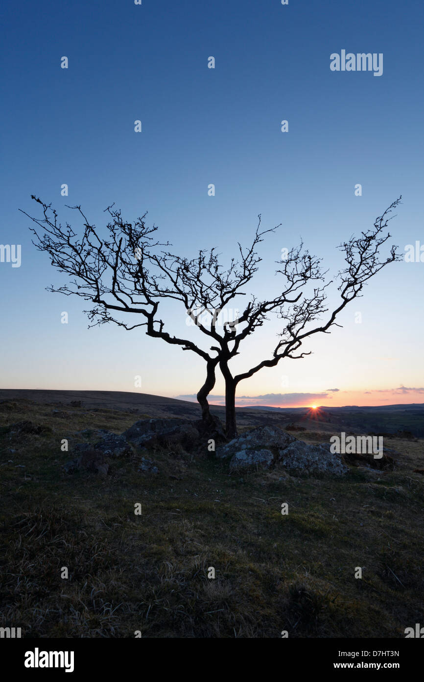 Lone Hawthorn Tree at Sunset. Combestone Tor. Dartmoor National Park ...