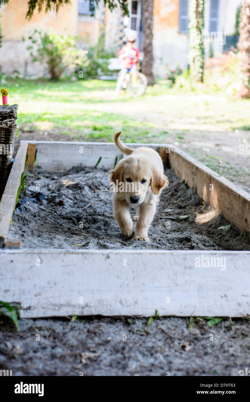 puppies of golden retriever playing in the garden Stock Photo - Alamy