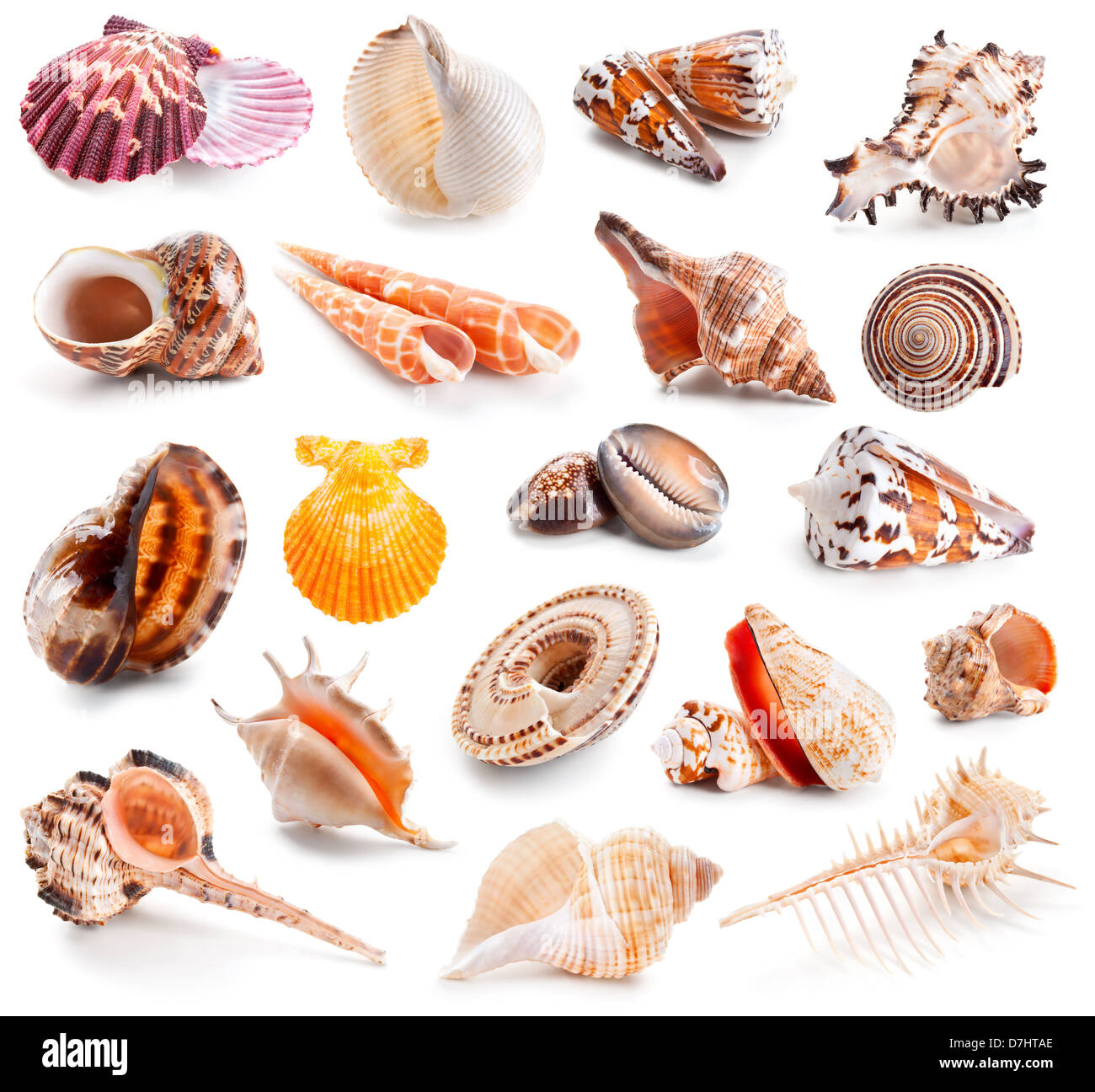 Seashell collection isolated on a white background Stock Photo - Alamy