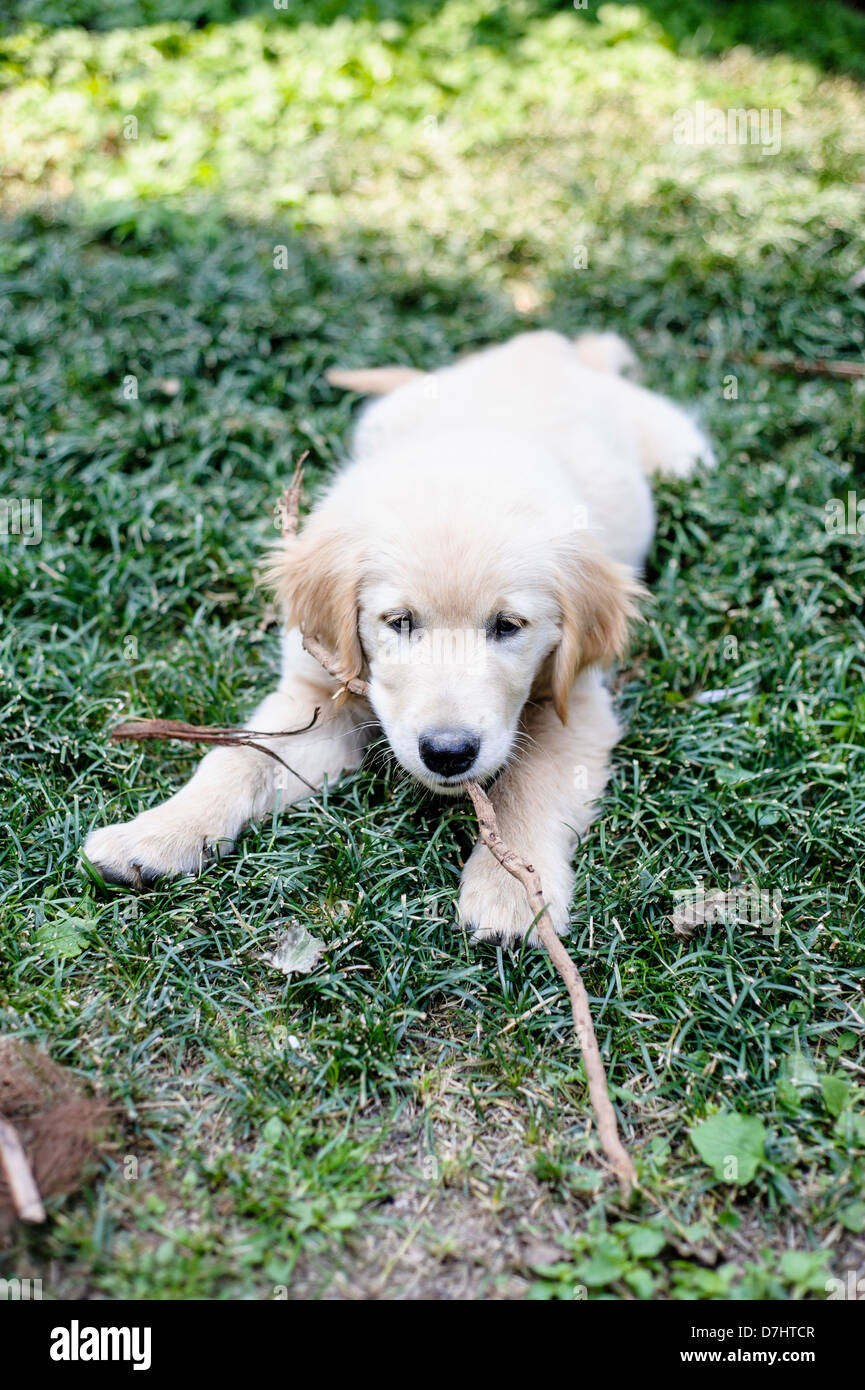 puppies of golden retriever playing in the garden Stock Photo - Alamy