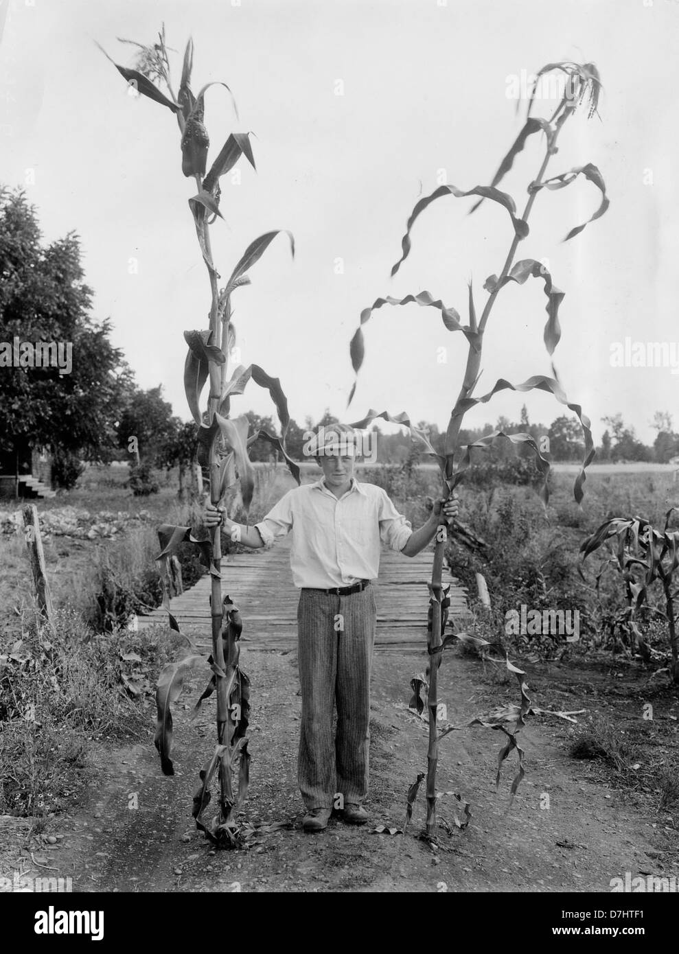 The image of Golden King corn stalks from 1933 captures the ...