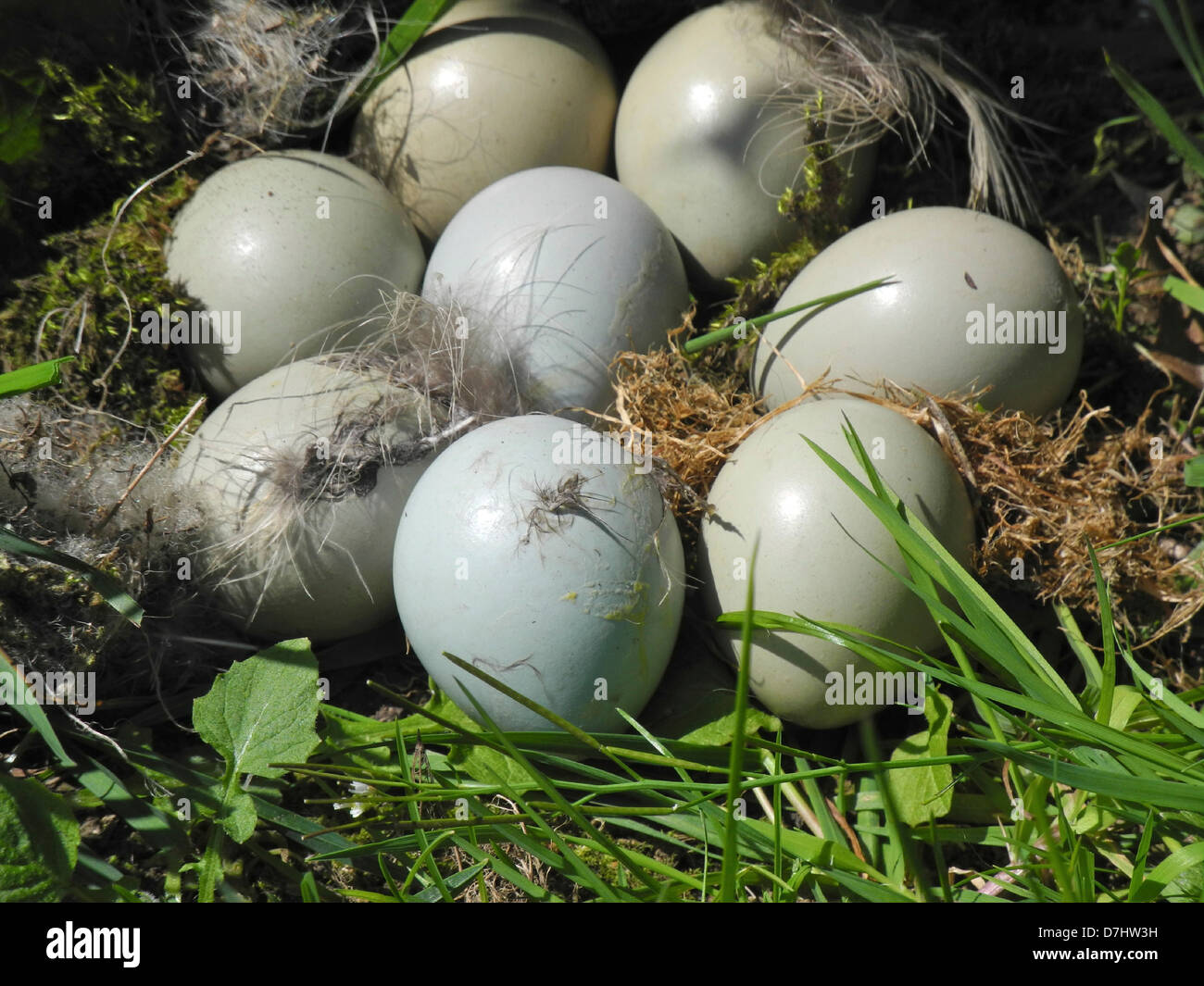 A nest of pheasant eggs on the ground Stock Photo - Alamy