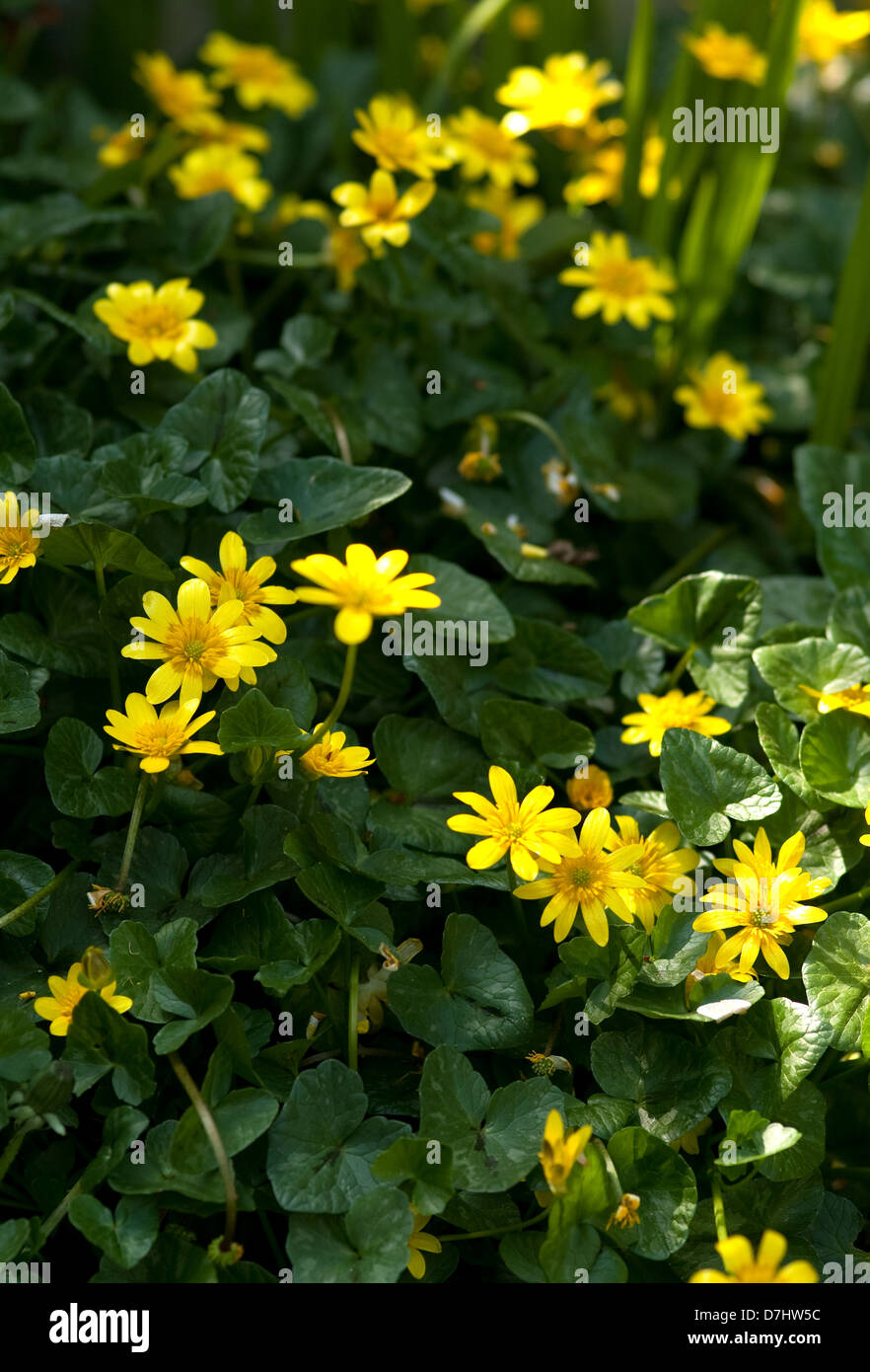 Lesser Celandine growing in the garden Stock Photo - Alamy