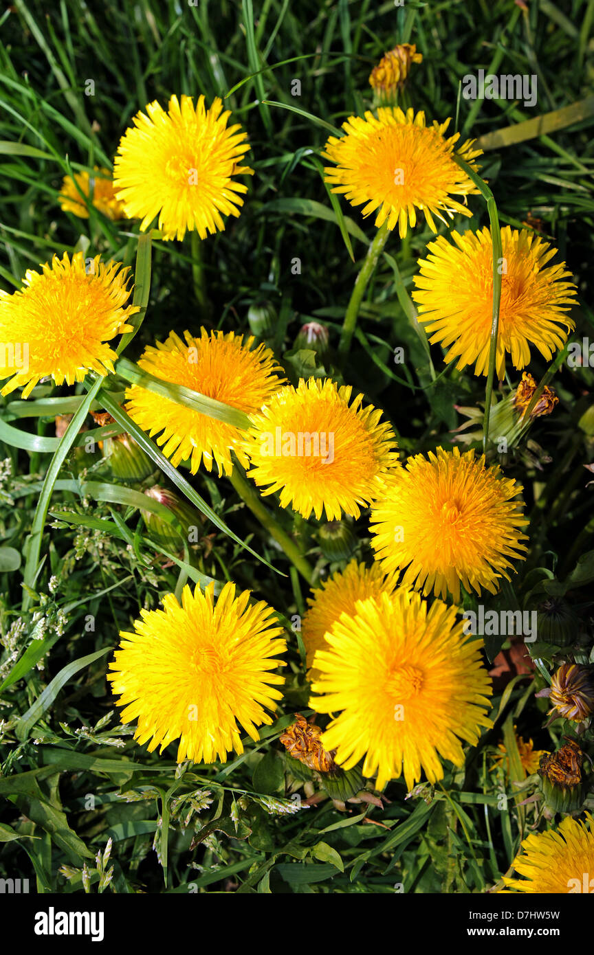 Golden yellow dandelions flowers or weeds Scientific name Taraxacum ...