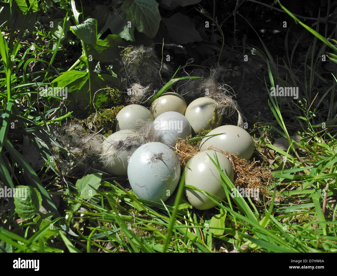 A nest of pheasant eggs on the ground Stock Photo - Alamy
