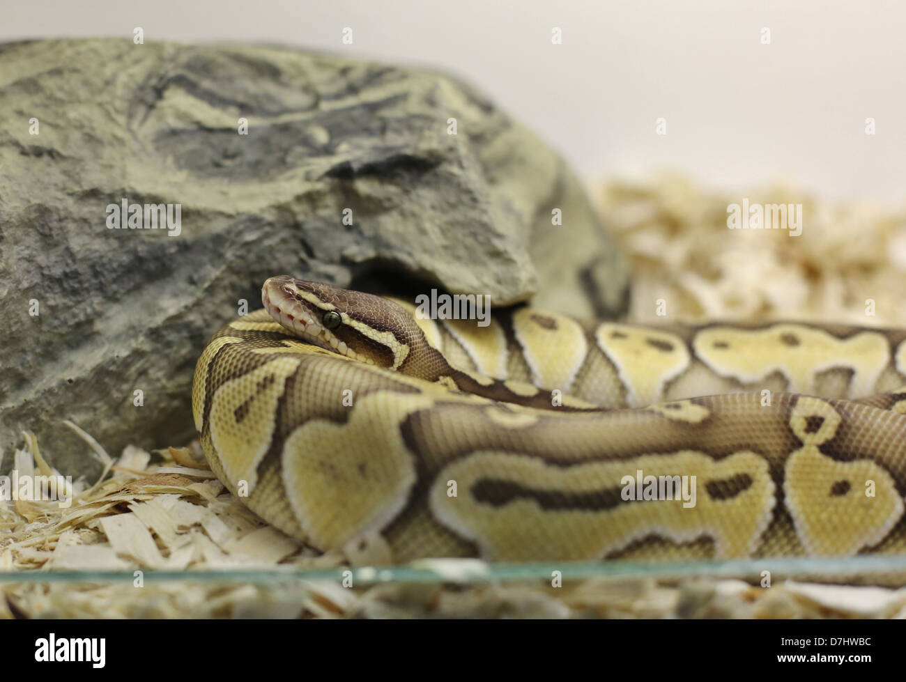 A captive snake in a cage Stock Photo - Alamy