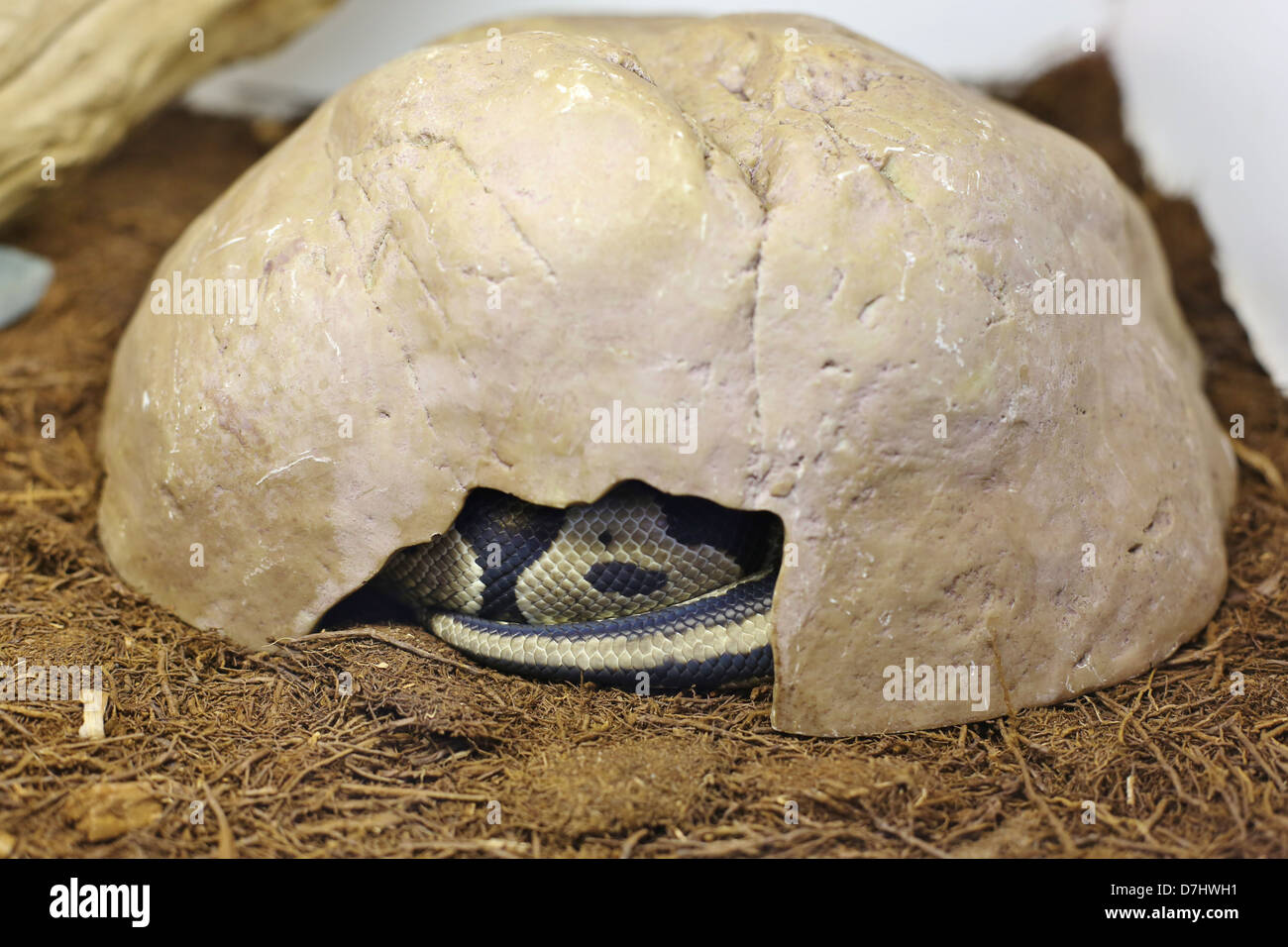 Captive snake hi-res stock photography and images - Alamy