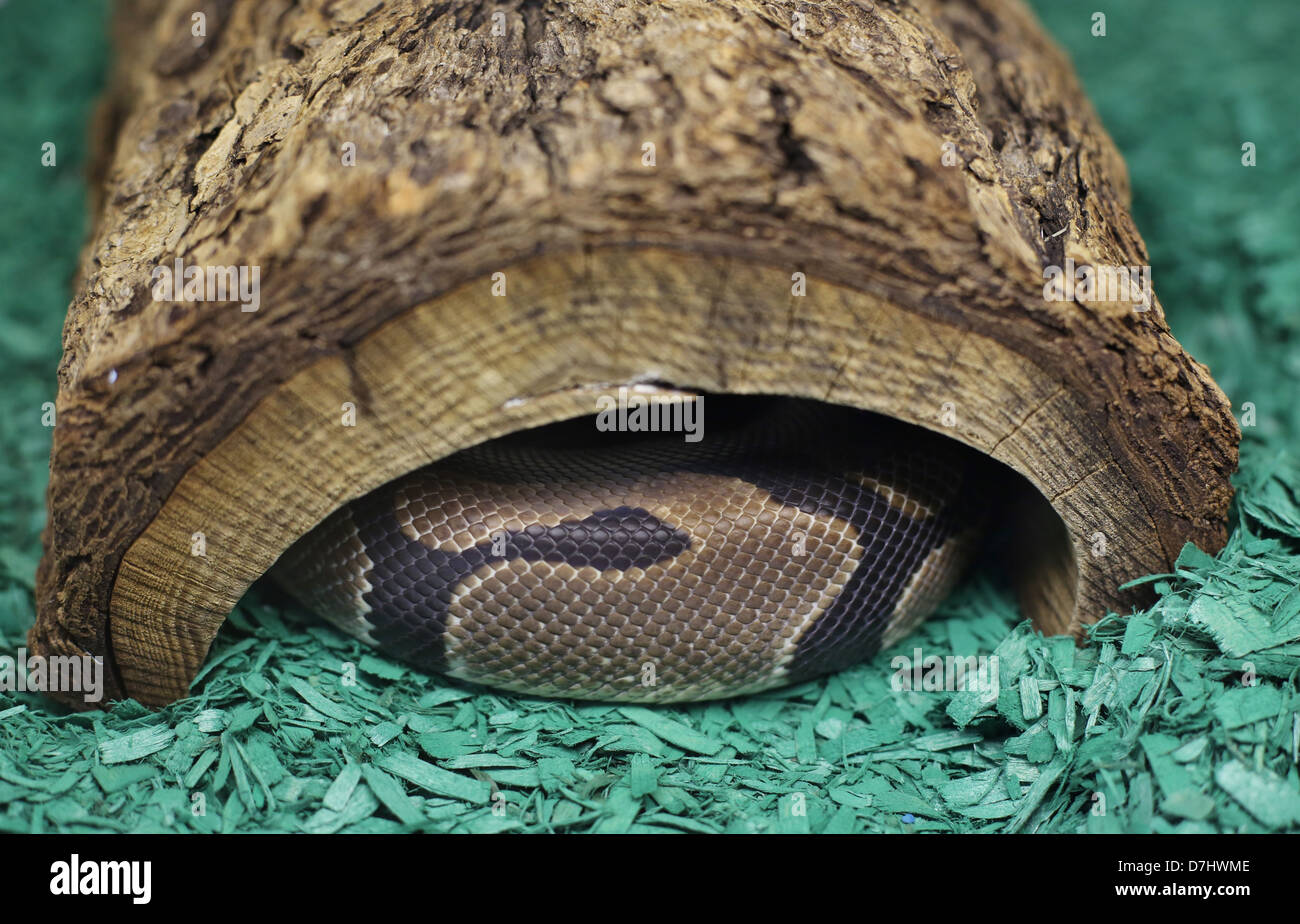 A snake in a log hide Stock Photo - Alamy