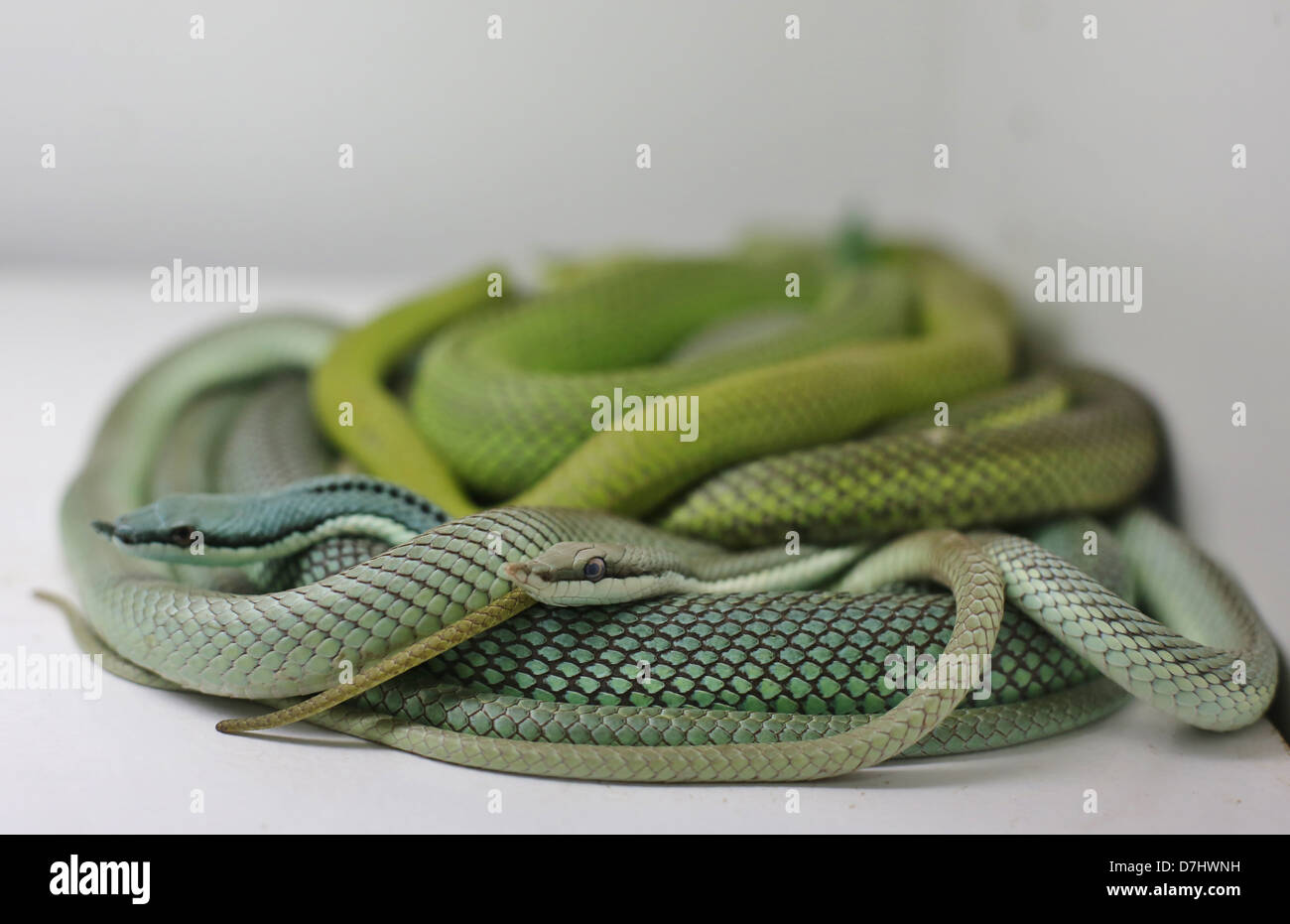 Curled snakes hi-res stock photography and images - Alamy