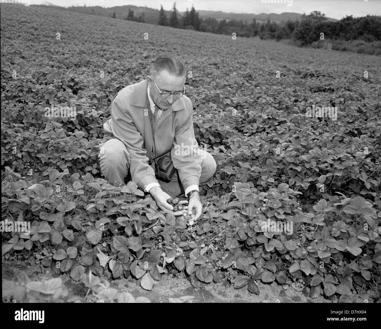 This photograph from 1959 shows Ralph Clark working in a strawberry ...