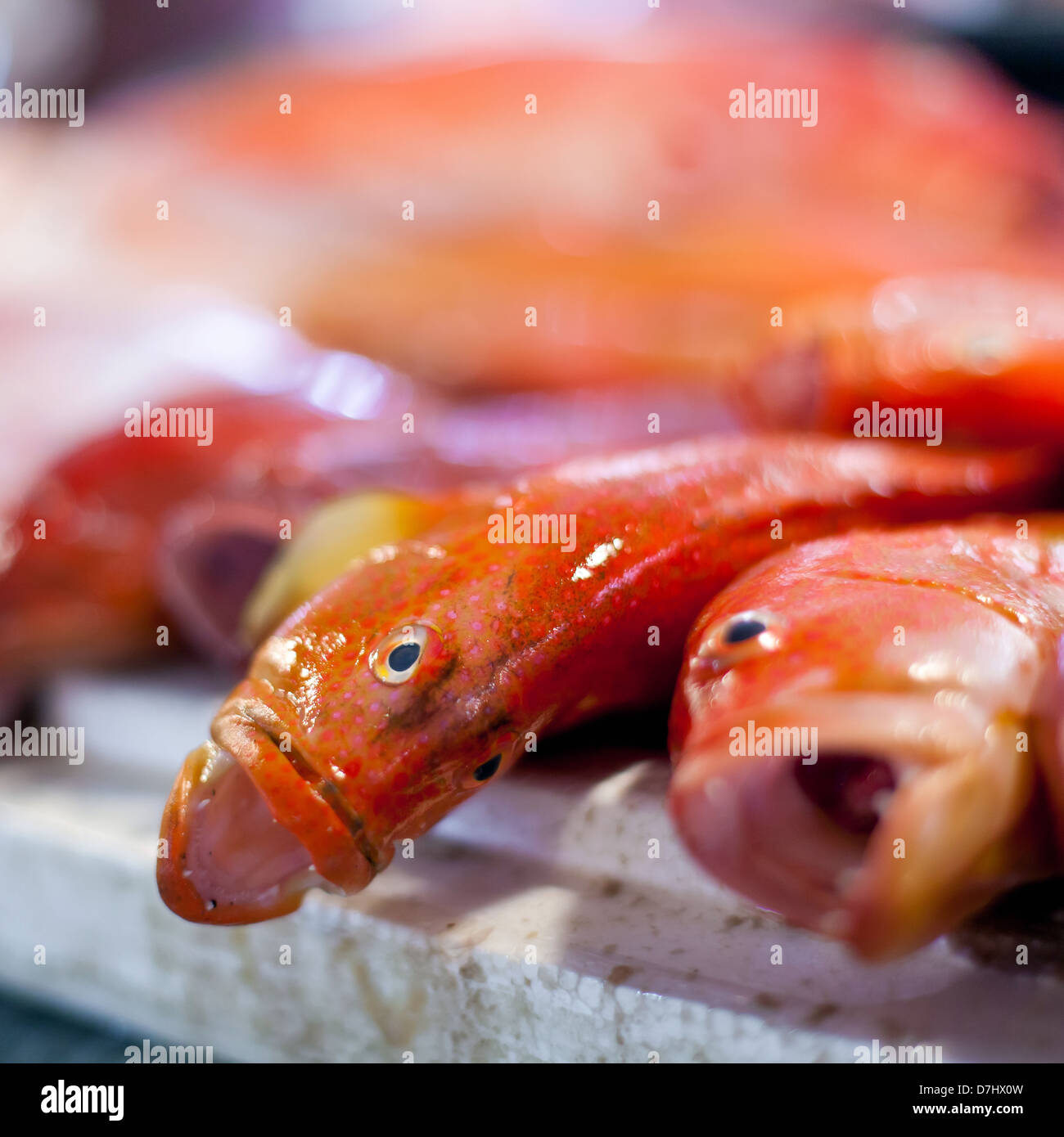 Lapu lapu fish hi-res stock photography and images - Alamy