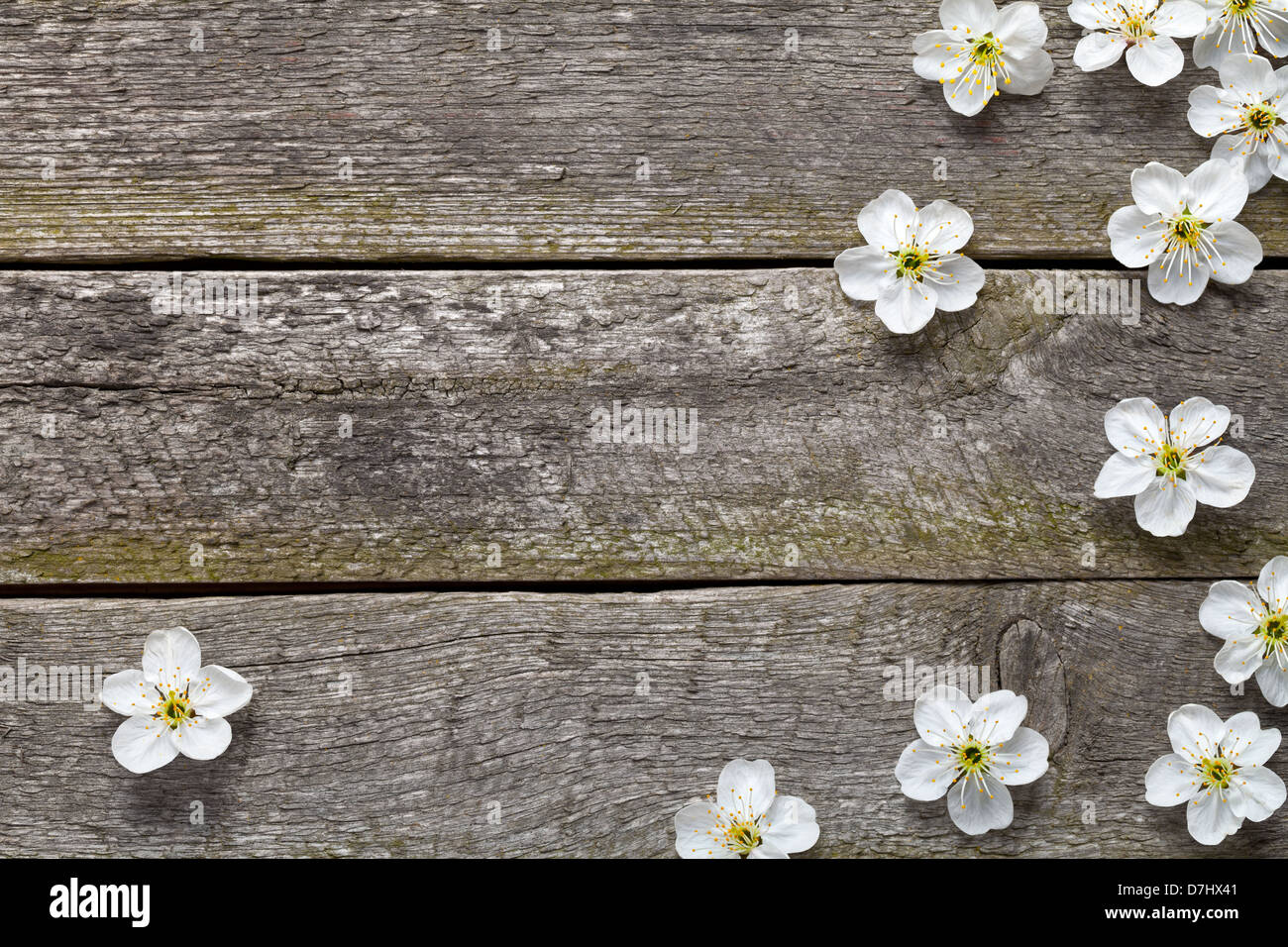 Spring flowers on wooden table. Cherry blossom. Top view Stock Photo ...