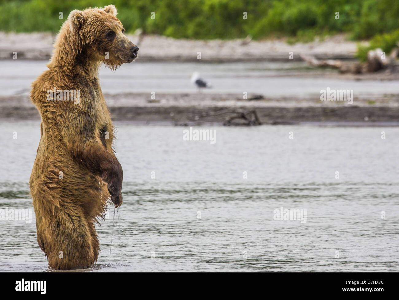 The brown bear fishes Stock Photo - Alamy The brown bear fishes Stock Photo - Alamy