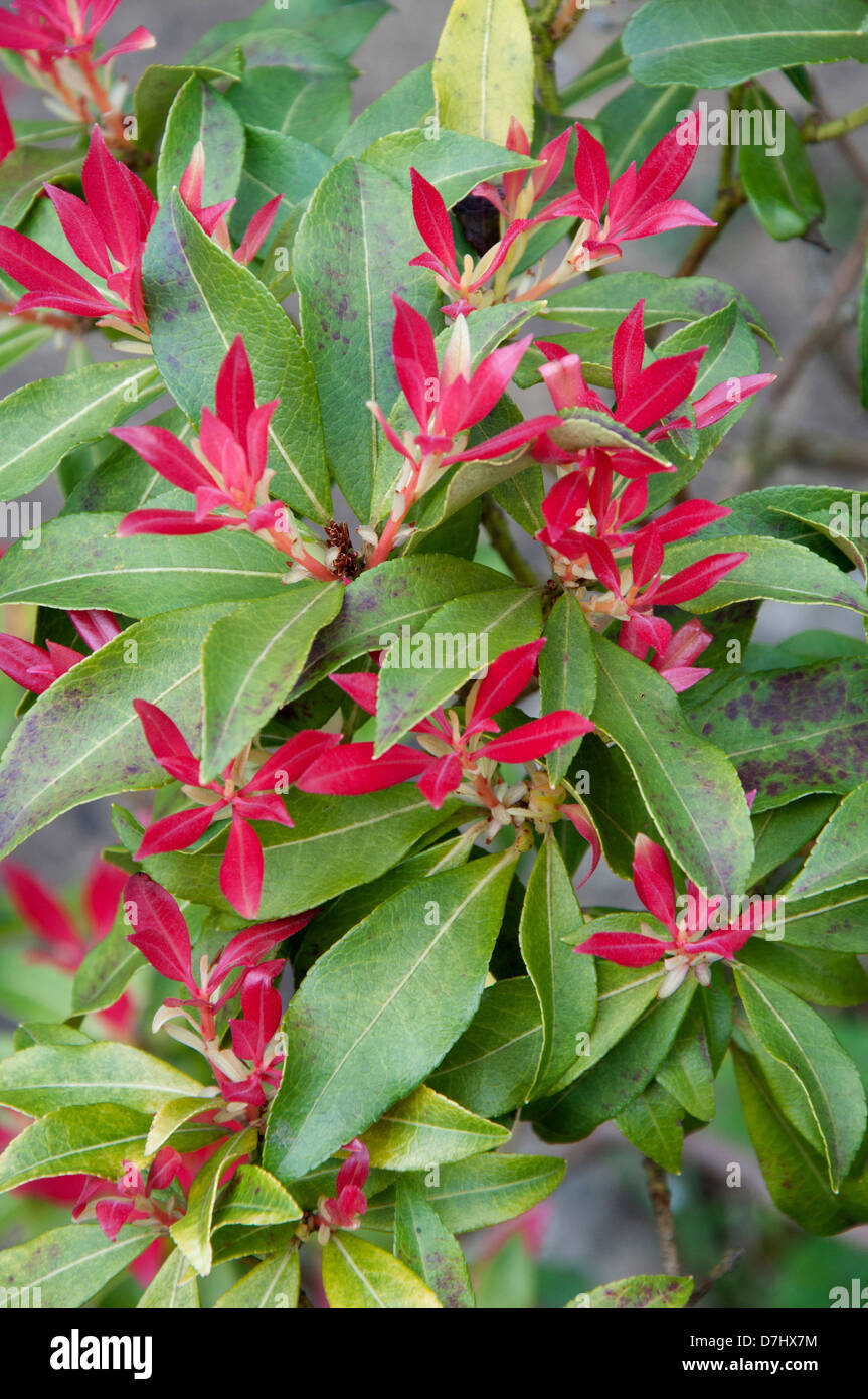 Peiris "Mountain Fire" shrub in flower, domestic garden, sunny, healthy ...