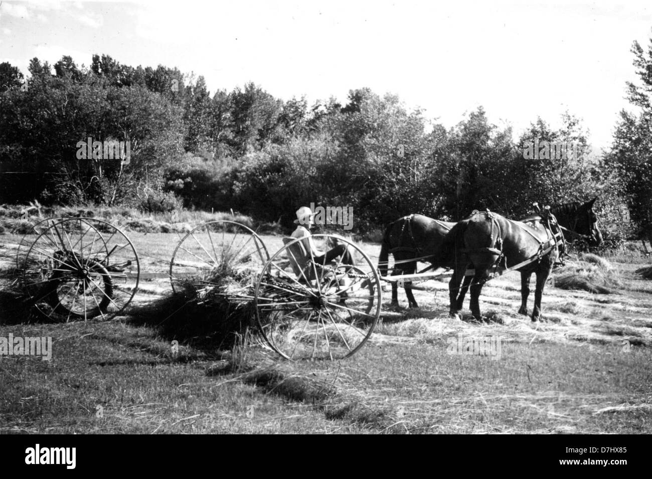 Rake hay Black and White Stock Photos & Images - Alamy