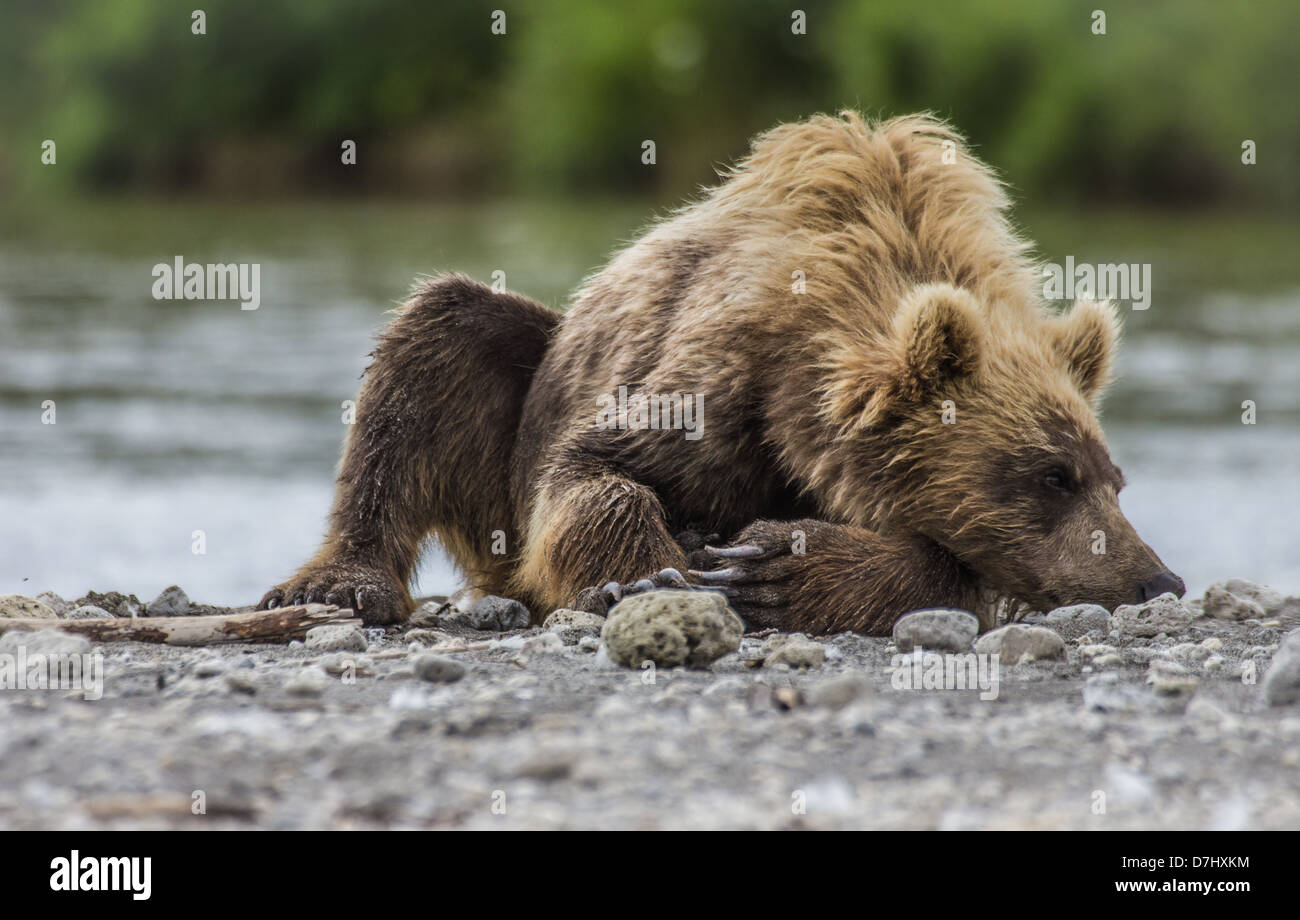 Wild brown bear cub hi-res stock photography and images - Alamy