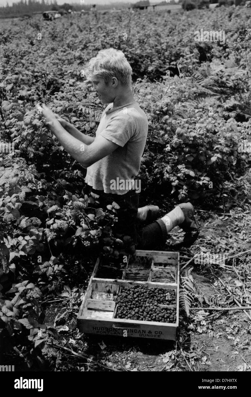 Ray Streight picking blackcap raspberries, 1946 Stock Photo - Alamy