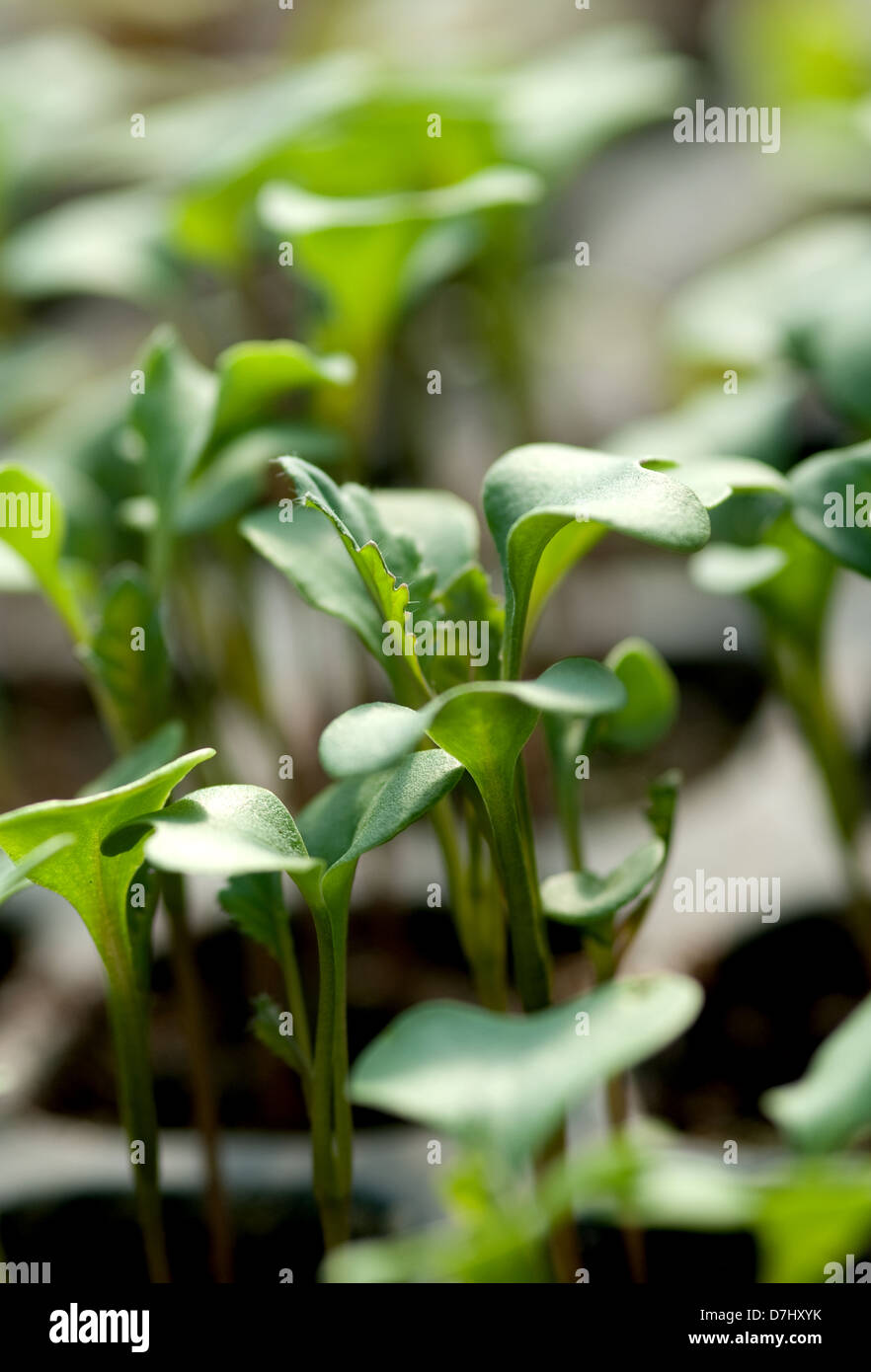 Cabbage plant Seedlings in close up Stock Photo - Alamy