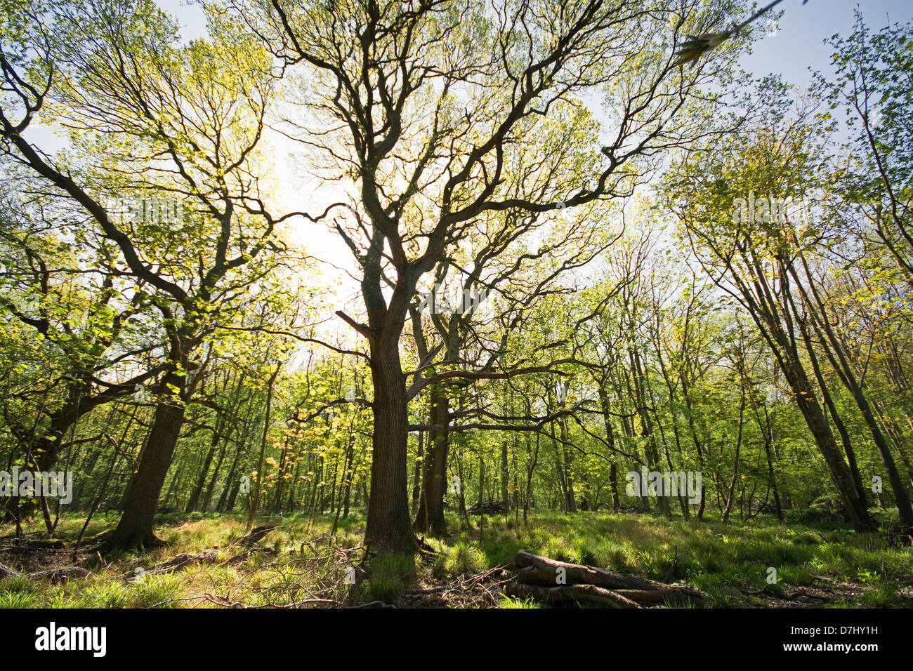 Wytham great wood hi-res stock photography and images - Alamy