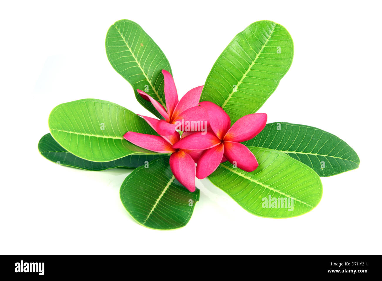 Red frangipani colors and leaves on a white background Stock Photo - Alamy