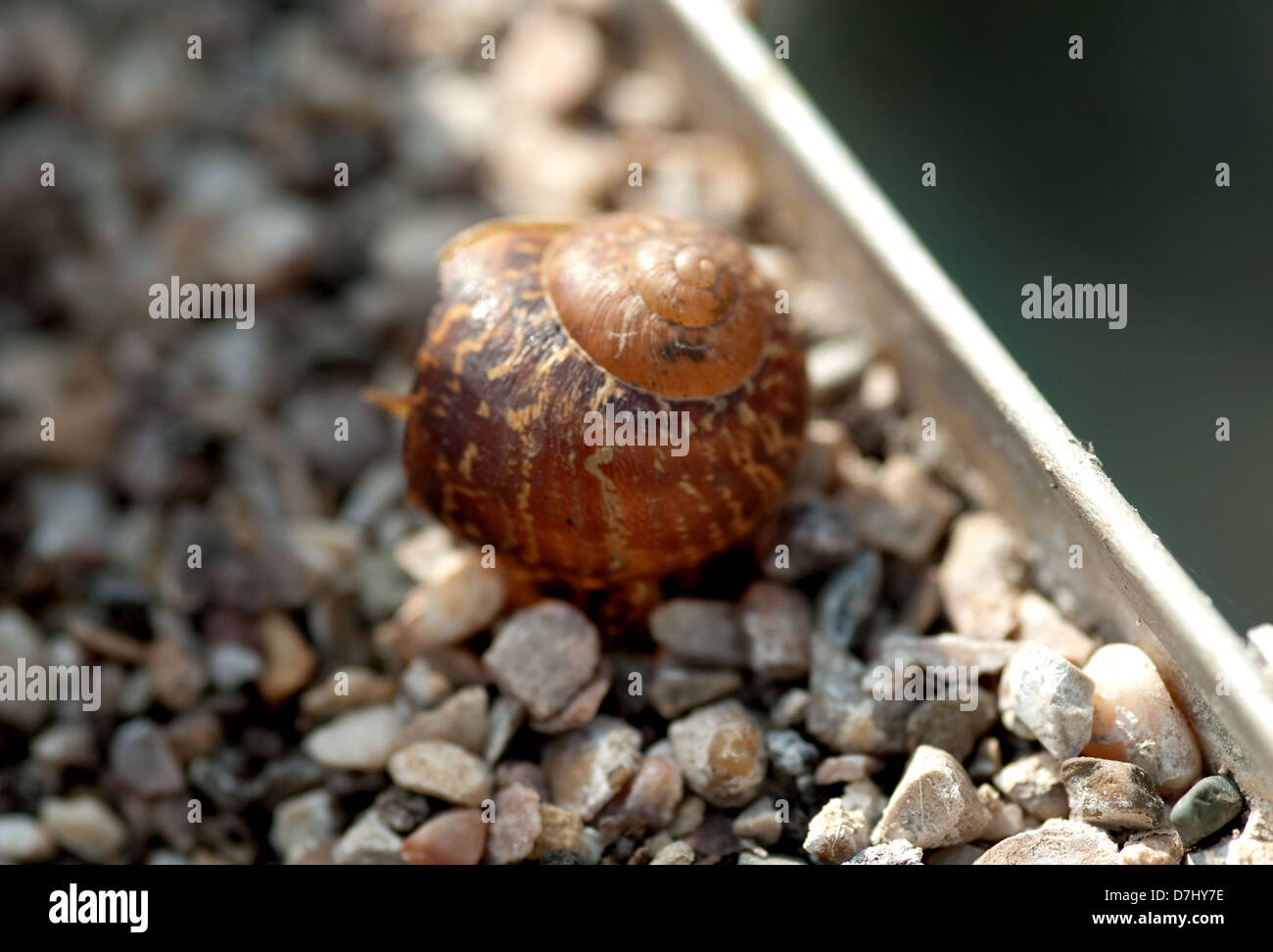 The empty husk of a snail shell Stock Photo - Alamy