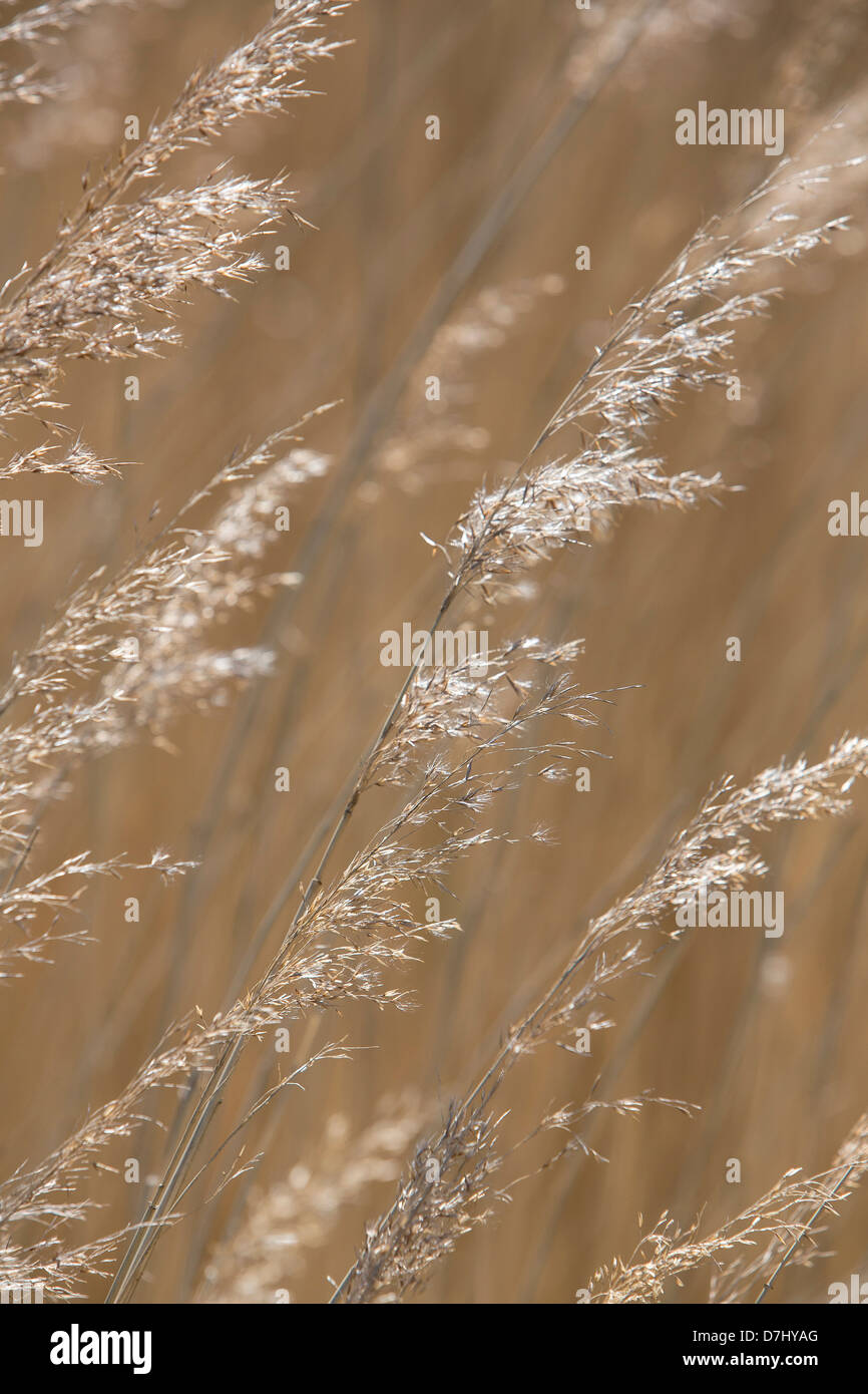 Reeds blowing in wind hi-res stock photography and images - Alamy
