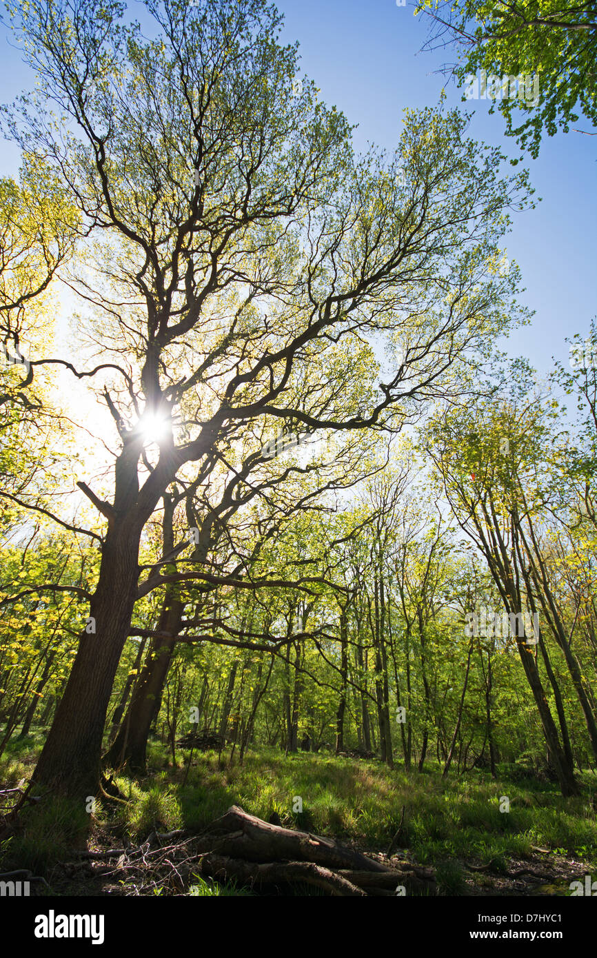 Wytham woods oxford hi-res stock photography and images - Alamy