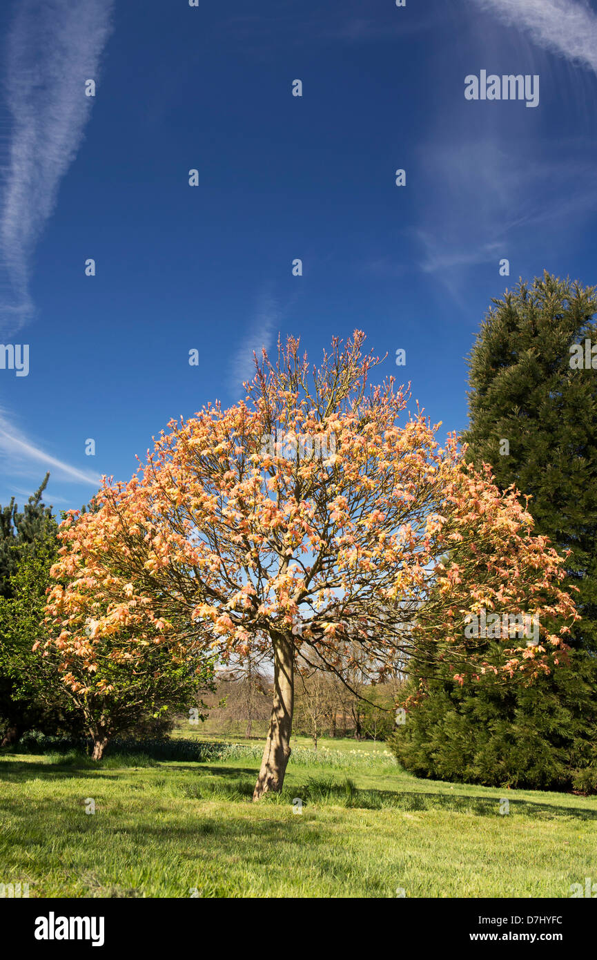 Acer pseudoplatanus sycamore tree rhs hi-res stock photography and ...