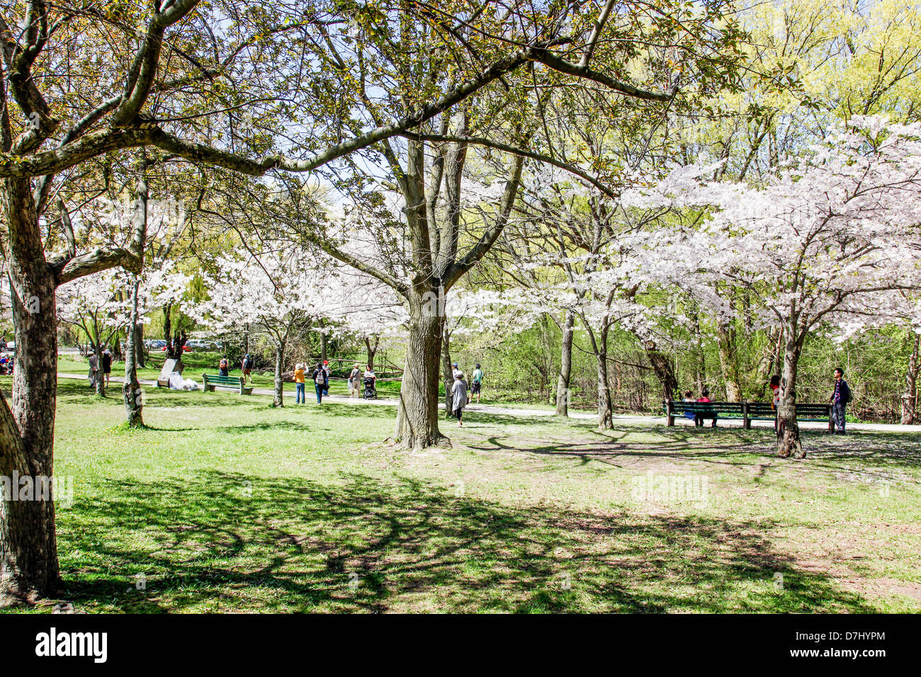 Cherry Blossom Trees in bloom in High Park Toronto,Ontario,Canada Stock ...