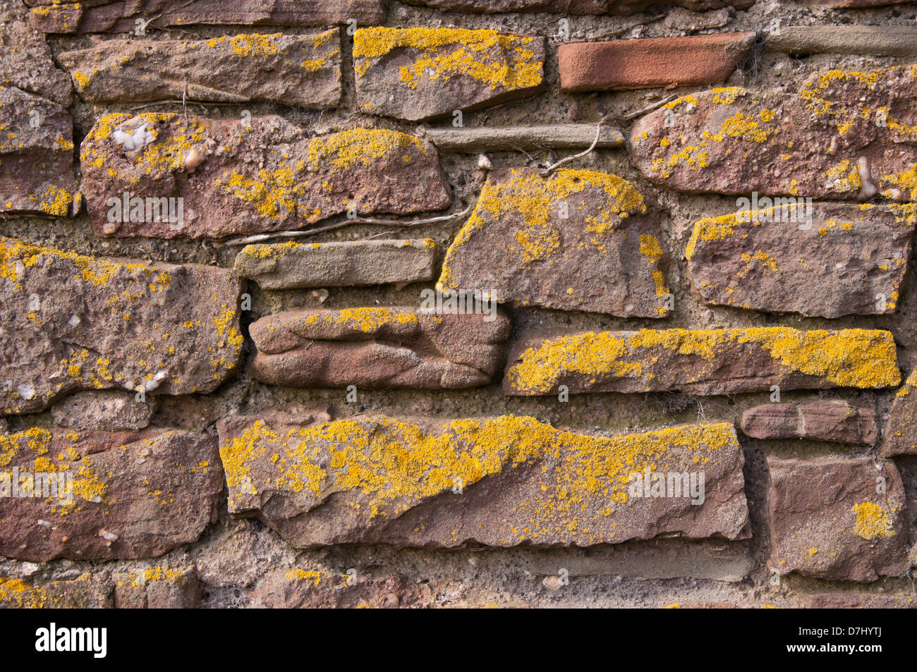 stone wall in semi close up, mortar joints, textured, natural stone walling, sunlit,lichen Stock ...