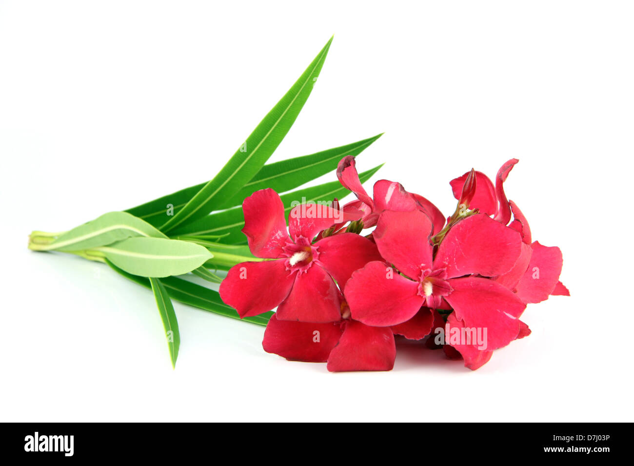 Orange red flowers Cut Out Stock Images & Pictures - Alamy