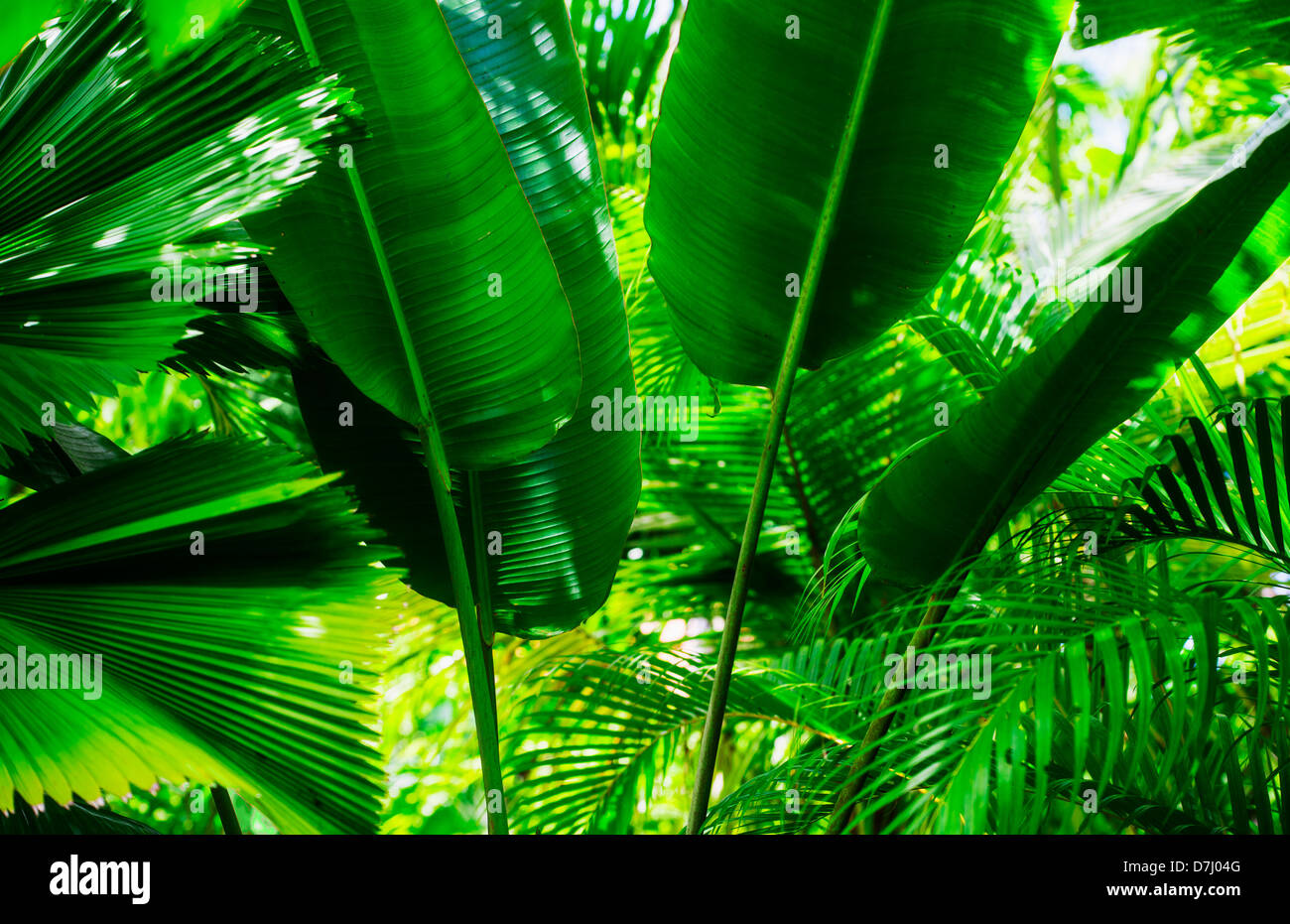 Jamaica, Tropical foliage Stock Photo - Alamy