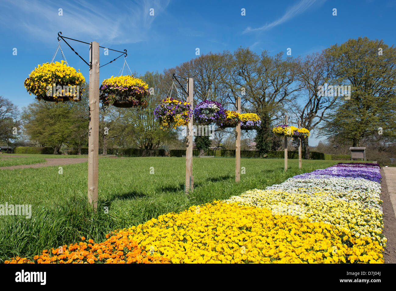 Pansy / Violet flower display at RHS Wisley Gardens, Surrey, England ...