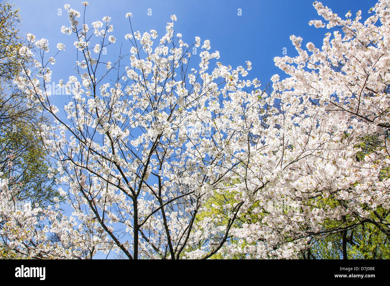 Cherry Blossom Trees in bloom in High Park Toronto,Ontario,Canada Stock ...