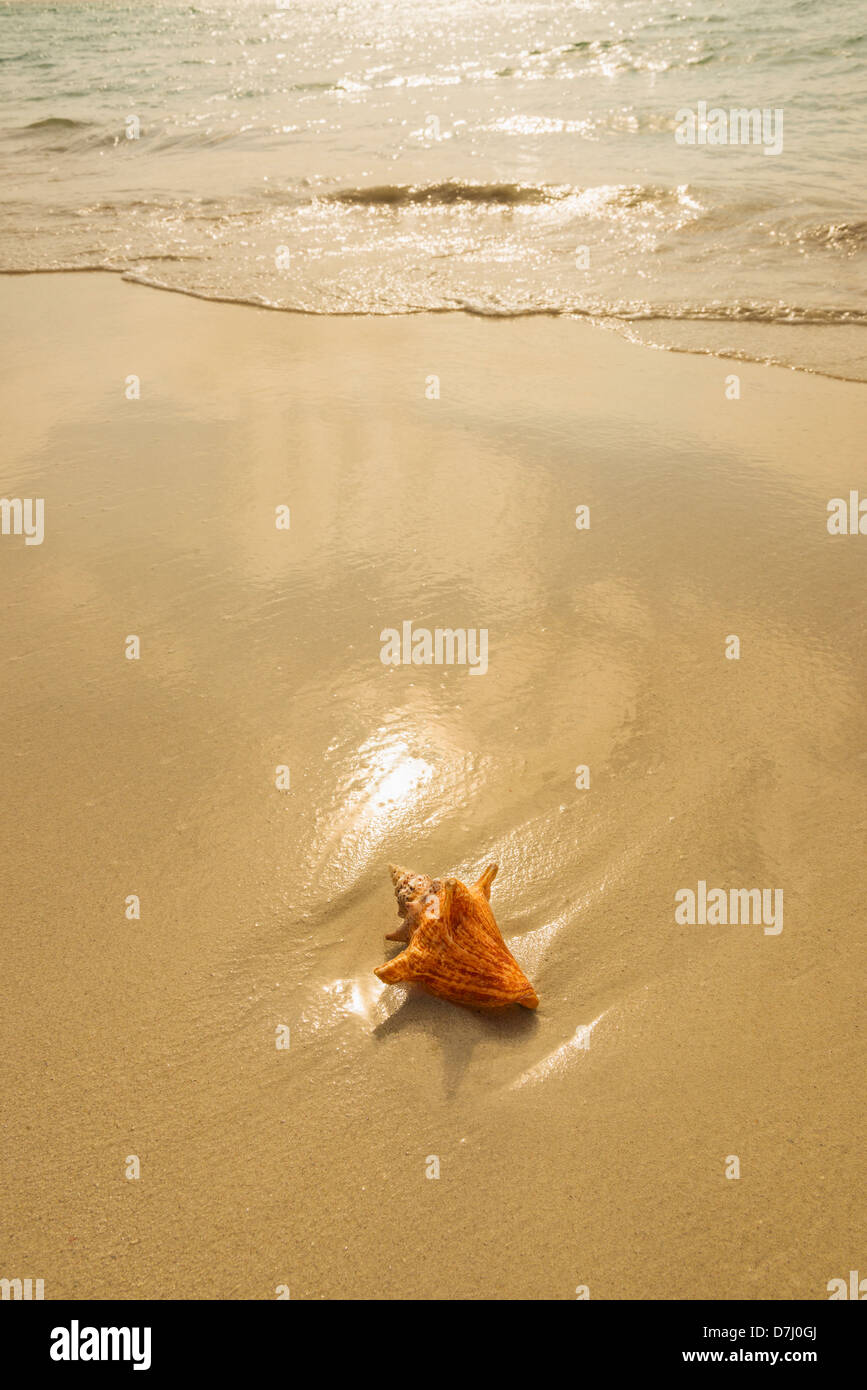 Jamaica, Conch shell on beach Stock Photo - Alamy