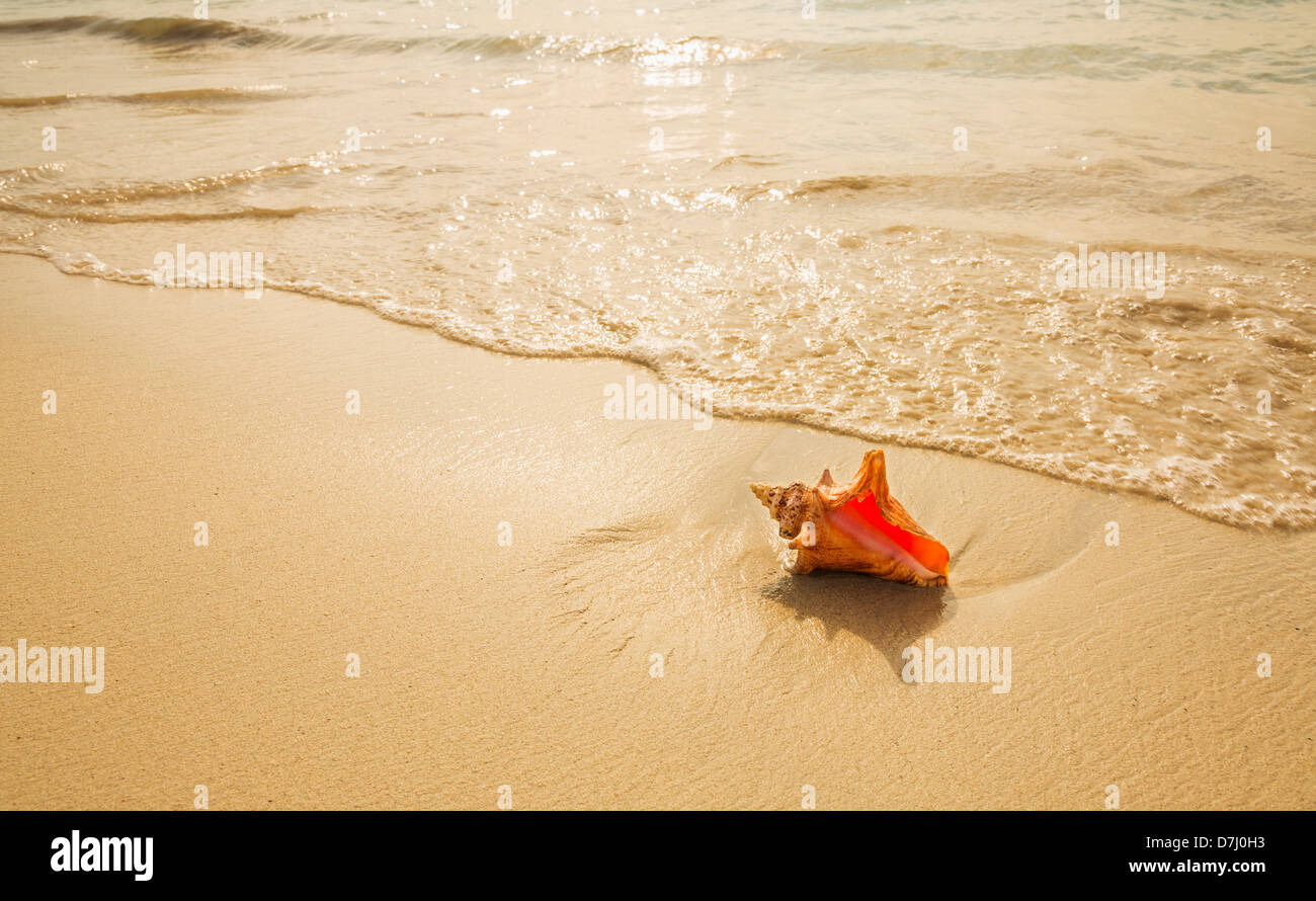 Jamaica, Conch shell on beach Stock Photo - Alamy