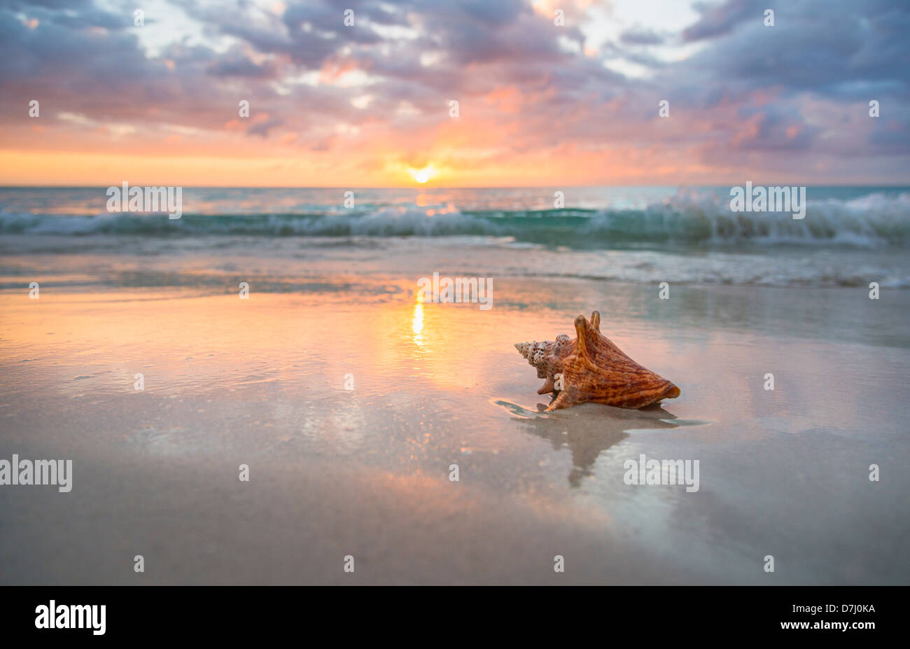 Jamaica, Conch shell on beach Stock Photo - Alamy