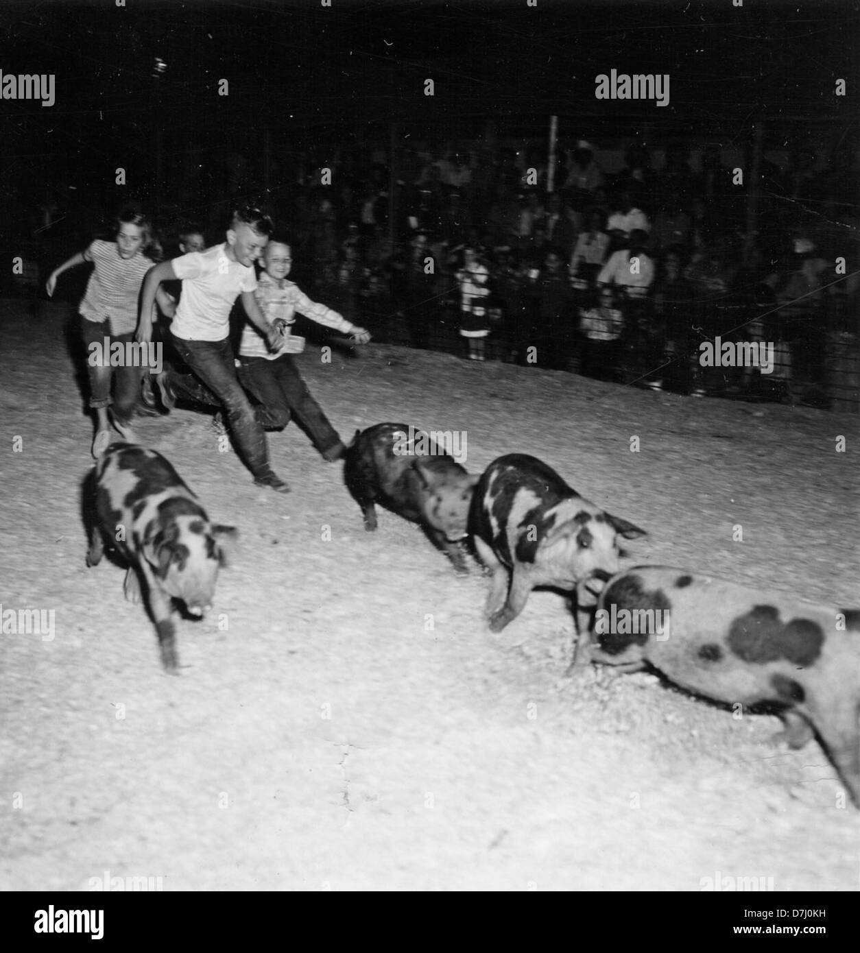 Pig scramble hi-res stock photography and images - Alamy