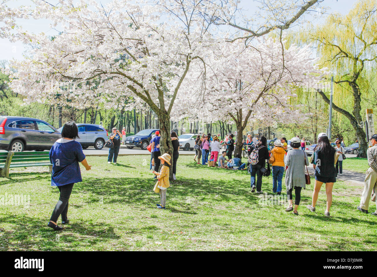 Cherry Blossom Trees in bloom in High Park Toronto,Ontario,Canada Stock ...