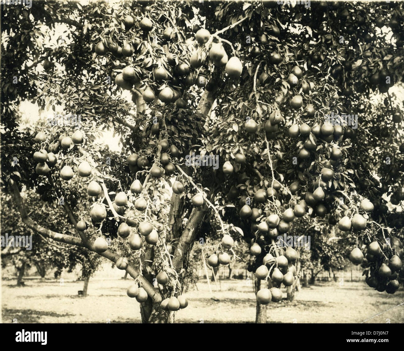 A photograph from 1920 showing a pear orchard in Douglas County, Oregon ...