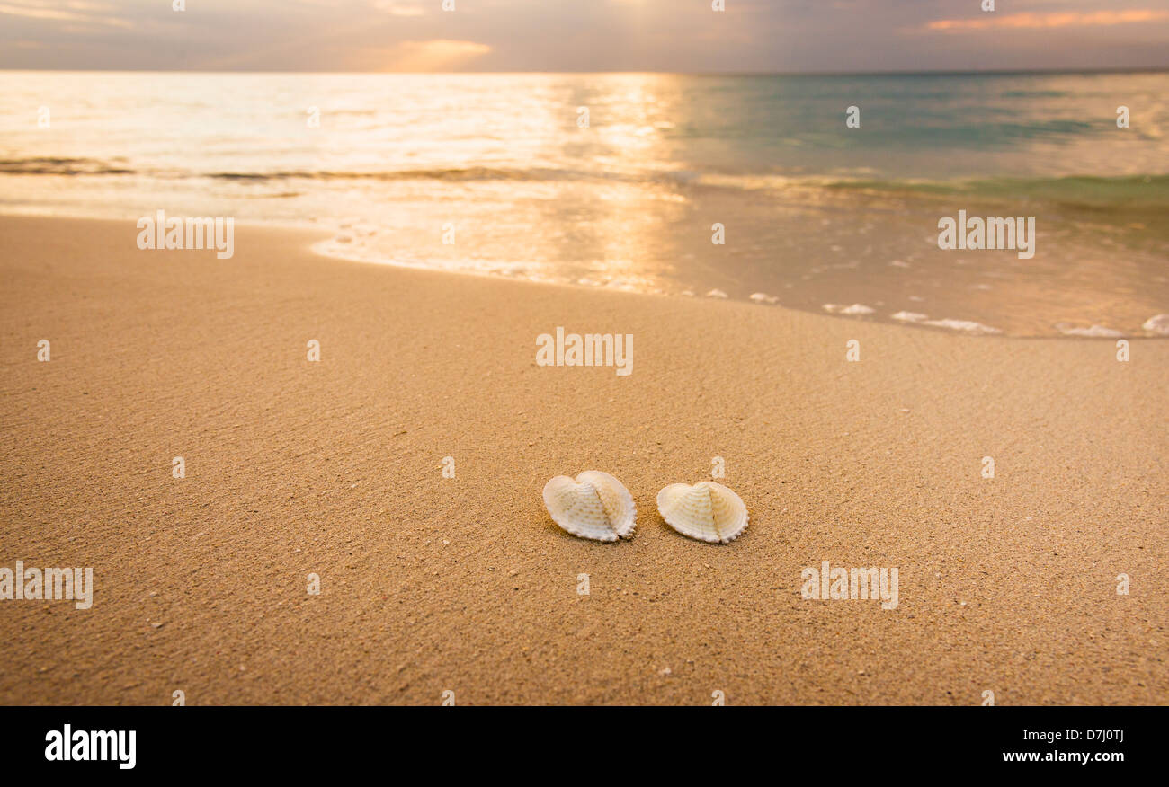 Jamaica, Shells on beach Stock Photo - Alamy