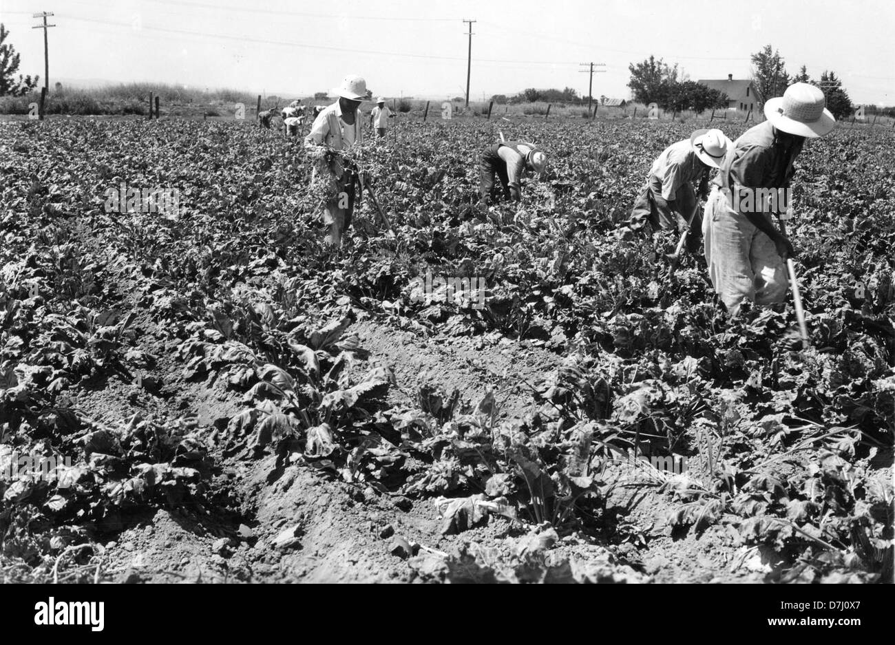 Hoeing sugar beets Stock Photo - Alamy