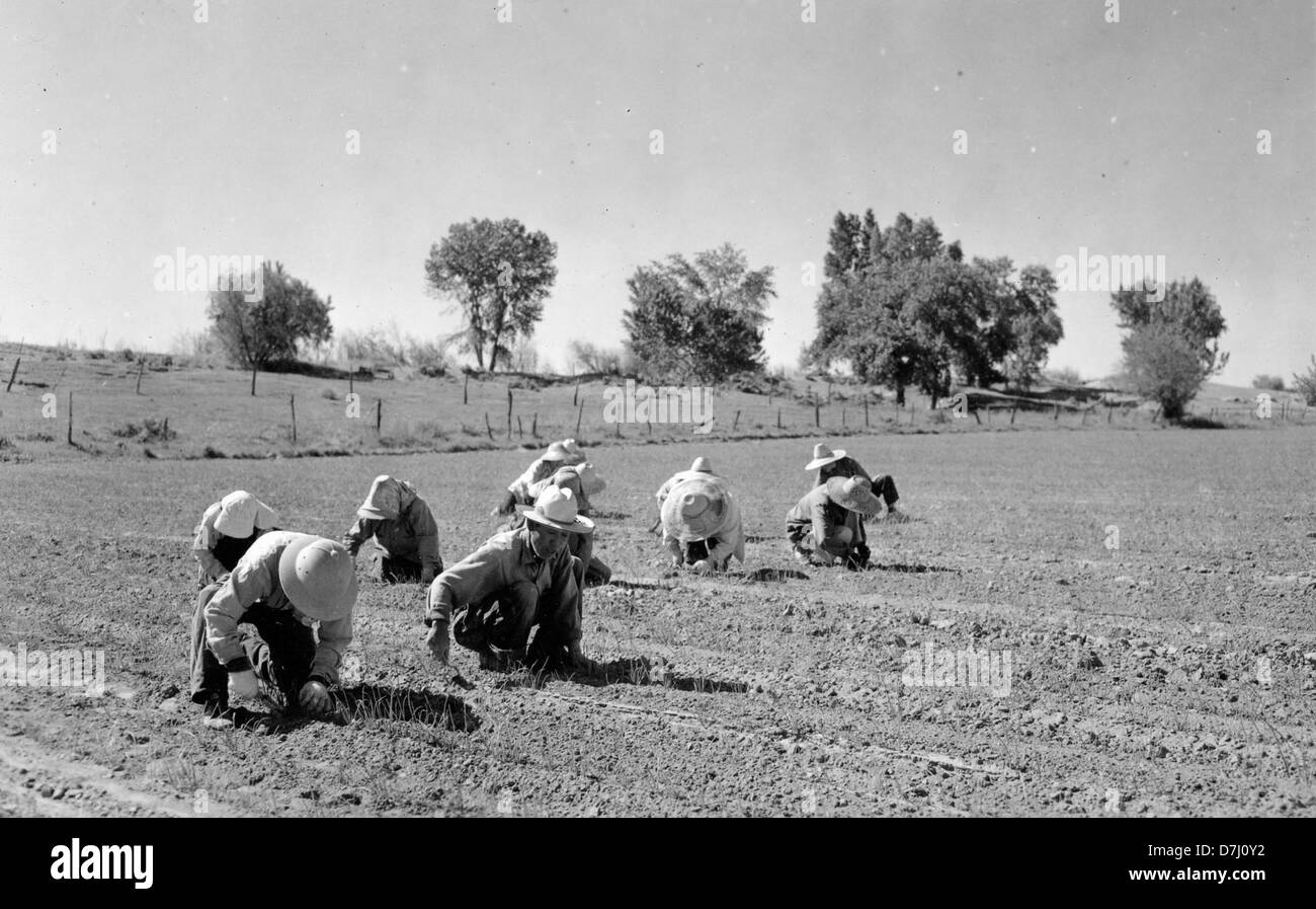 This historical photograph depicts Japanese American workers planting ...