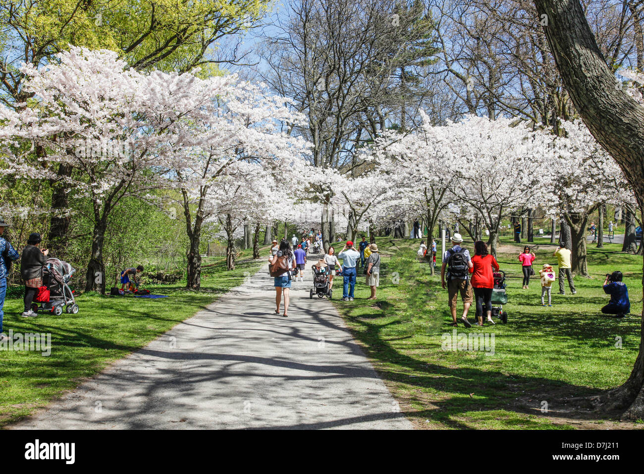 Cherry Blossom Trees in bloom in High Park Toronto,Ontario,Canada Stock ...