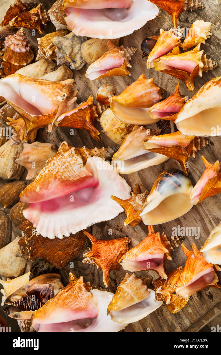 Jamaica, Sea shells for sale Stock Photo - Alamy